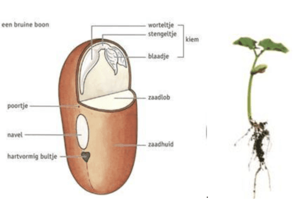 Bruine bonen zaaien - Groen Schoolplein Onderwijs
